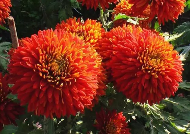 Red chrysanthemums: nkọwa, ha bụ agba a, ụdị ewu ewu, foto 4075_5