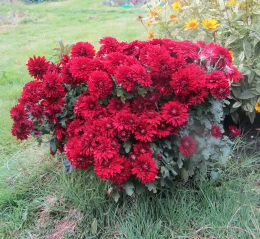 Rote Chrysanthemen: Beschreibung, haben sie diese Farbe, beliebte Sorten, Foto 4075_7