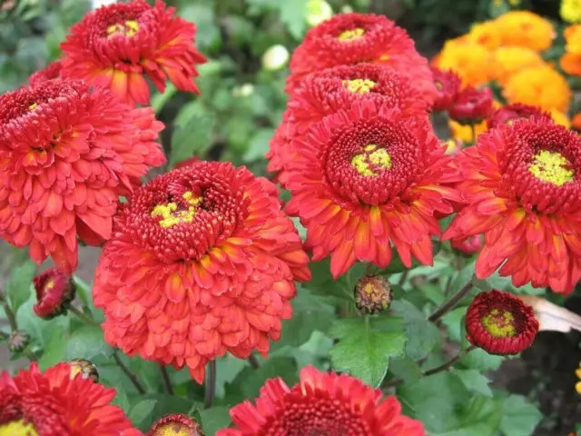 Red chrysanthemums: nkọwa, ha bụ agba a, ụdị ewu ewu, foto 4075_8