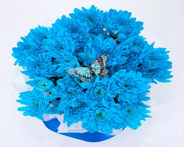 Blauwe chrysanthemums: ferve as net, hoe meitsje se blau of blau mei har eigen hannen 4077_1