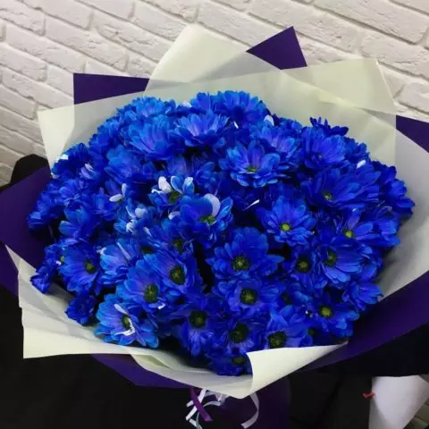 Blue chrysanthemums: pintura o hindi, paano nila ginawan ng asul o asul ang kanilang sariling mga kamay 4077_3