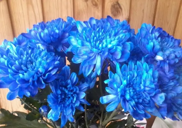 Blue chrysanthemums: pintura o hindi, paano nila ginawan ng asul o asul ang kanilang sariling mga kamay 4077_4