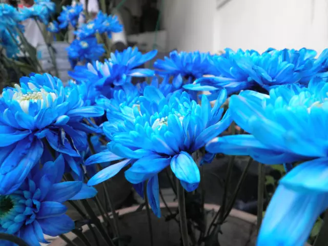 Blauwe chrysanthemums: ferve as net, hoe meitsje se blau of blau mei har eigen hannen 4077_5