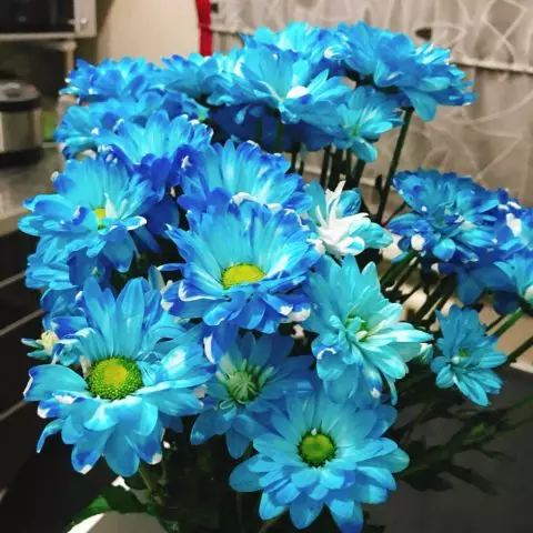 Blauwe chrysanthemums: ferve as net, hoe meitsje se blau of blau mei har eigen hannen 4077_7