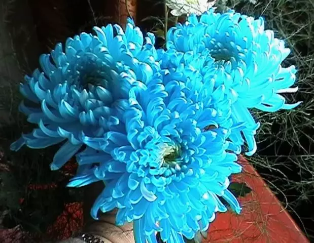 Blauwe chrysanthemums: ferve as net, hoe meitsje se blau of blau mei har eigen hannen 4077_8