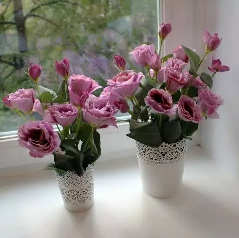 Eustoma: mọc từ hạt, khi nào thì trồng cho cây con 4129_3