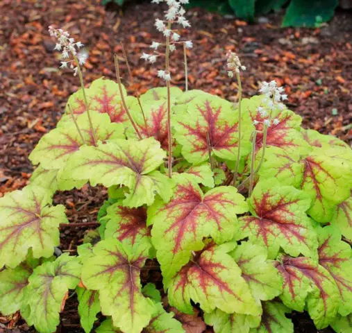 Heucherella: זנים ומינים עם תמונה, שם, תיאור 4135_1