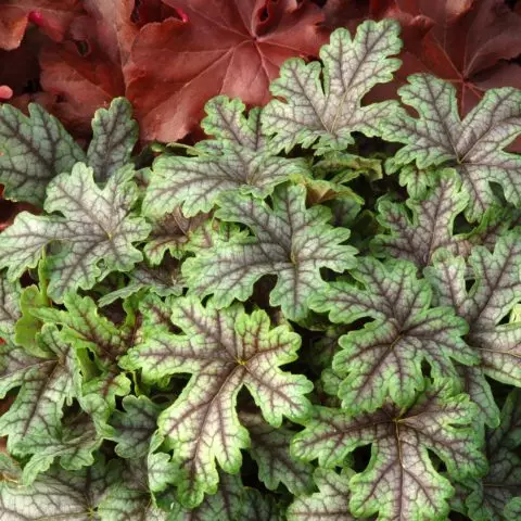 Heucherella: זנים ומינים עם תמונה, שם, תיאור 4135_13