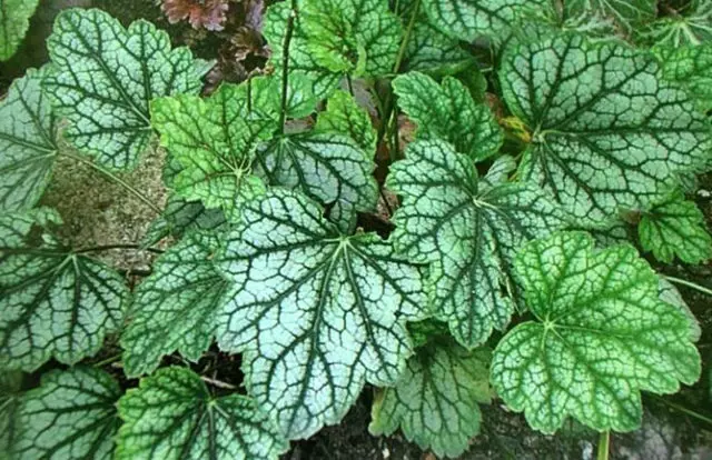 Heucherella: זנים ומינים עם תמונה, שם, תיאור 4135_17