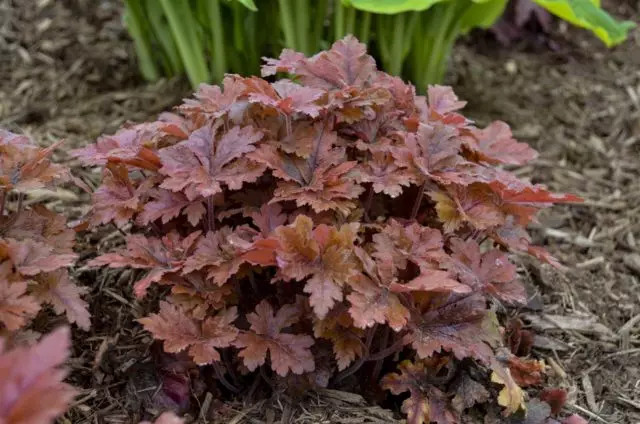 Heucherella: varianter og arter med foto, navn, beskrivelse 4135_4