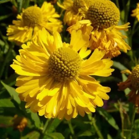 Gelenium flerårig: planting og omsorg, foto av blomster i et blomsterbed, i landskapsdesign 4144_1