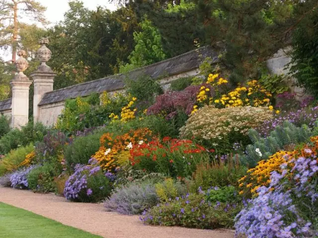 Gelenium flerårig: plantning og pleje, foto af blomster i et blomsterbed, i landskabsdesign 4144_10