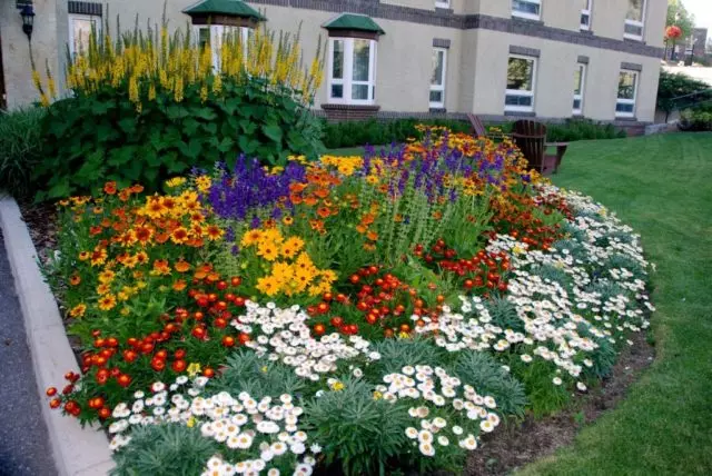 Gelenium flerårig: planting og omsorg, foto av blomster i et blomsterbed, i landskapsdesign 4144_11