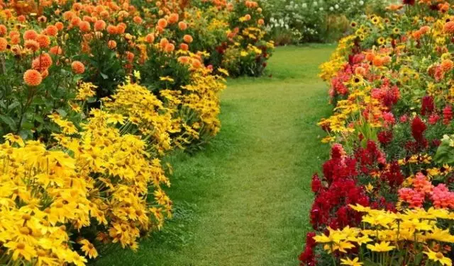 Gelenium flerårig: planting og omsorg, foto av blomster i et blomsterbed, i landskapsdesign 4144_12