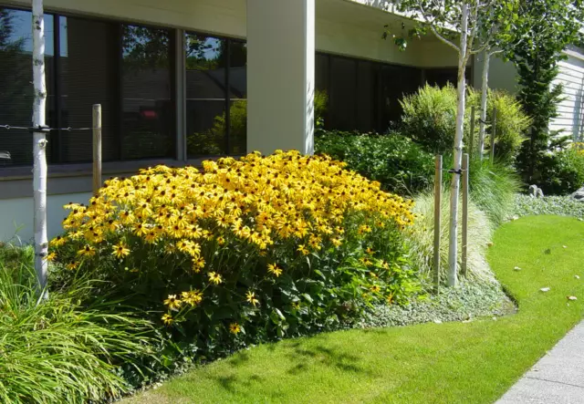 Gelenium flerårig: plantning og pleje, foto af blomster i et blomsterbed, i landskabsdesign 4144_15