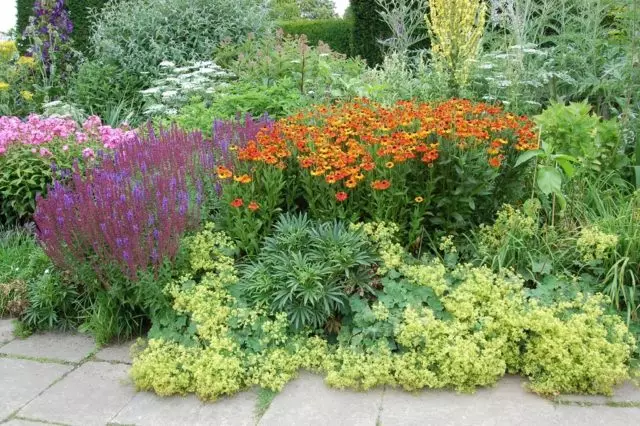 Gelenium flerårig: plantning og pleje, foto af blomster i et blomsterbed, i landskabsdesign 4144_16