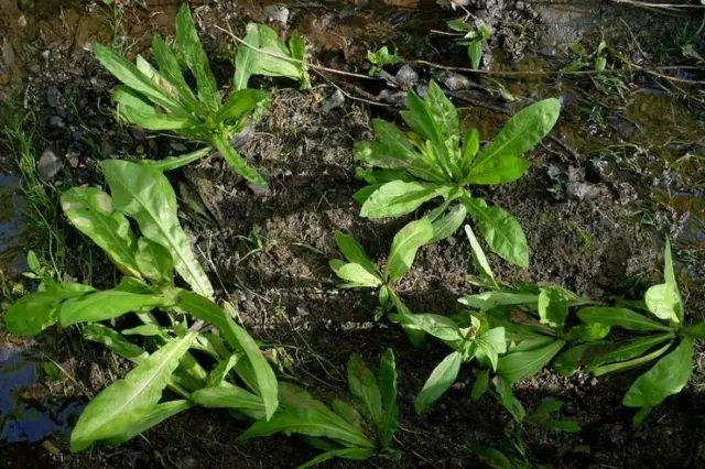 Gelenium méijähreg: Planzung a Fleeg, Foto vu Blummen an engem Blummenbett, am Landschaftsdesign 4144_19