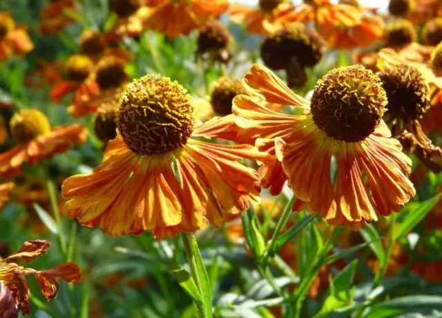 Gelenium flerårig: plantning og pleje, foto af blomster i et blomsterbed, i landskabsdesign 4144_2