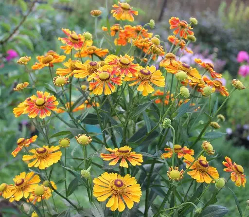 Gelenium flerårig: plantning og pleje, foto af blomster i et blomsterbed, i landskabsdesign 4144_20