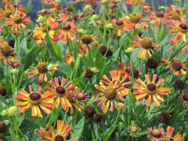 Gelenium flerårig: plantning og pleje, foto af blomster i et blomsterbed, i landskabsdesign 4144_4