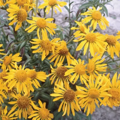 Gelenium perennial: plantación y cuidado, foto de flores en un macizo de flores, en diseño de paisaje. 4144_5