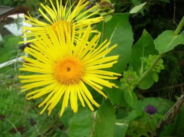 Gelenium méijähreg: Planzung a Fleeg, Foto vu Blummen an engem Blummenbett, am Landschaftsdesign 4144_7