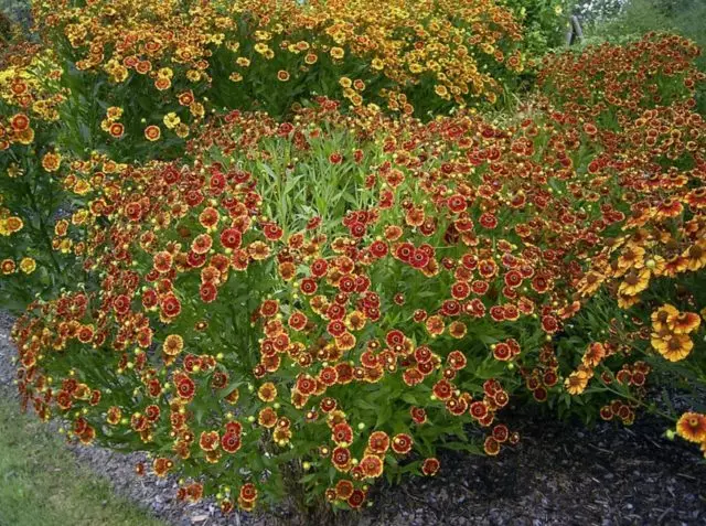 Gelenium flerårig: plantning og pleje, foto af blomster i et blomsterbed, i landskabsdesign 4144_9