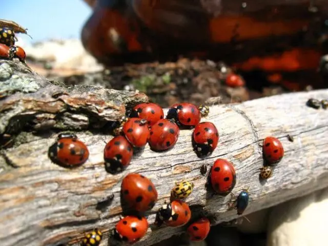 Aphids дар нок: чӣ гуна коркард кардан, пеш аз ва баъд аз гул кардан, бо меваҳо, аксҳо, чӣ бояд кард 4174_16