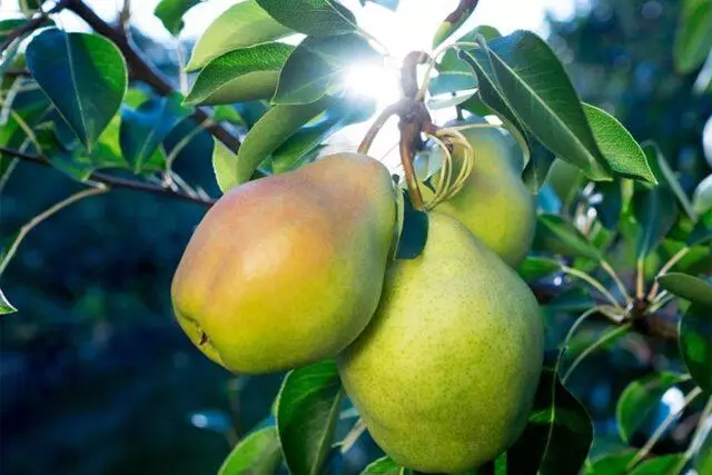 Bladluzen op in pear: hoe te ferwurkjen, foar en nei bloei, mei fruchten, foto's, wat te dwaan 4174_17