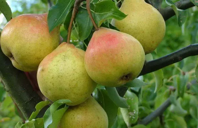 Bladluzen op in pear: hoe te ferwurkjen, foar en nei bloei, mei fruchten, foto's, wat te dwaan 4174_18