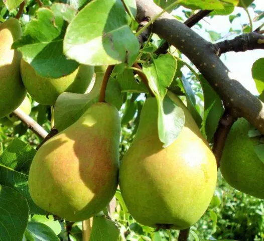 Bladluzen op in pear: hoe te ferwurkjen, foar en nei bloei, mei fruchten, foto's, wat te dwaan 4174_19