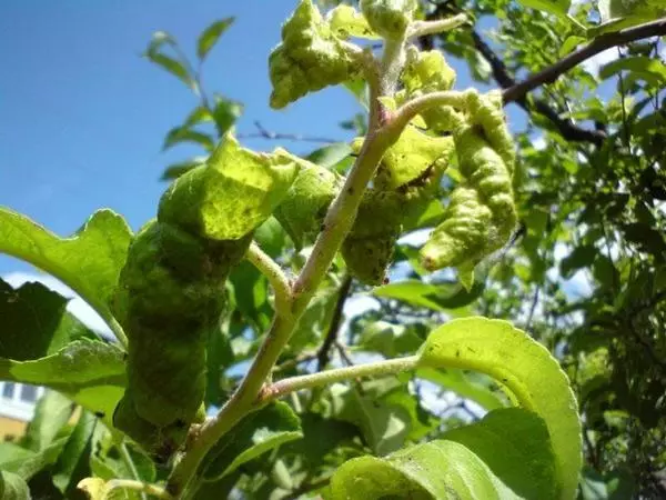 သစ်တော်သီးပေါ်တွင် Aphids၊ ပန်းမပွင့်မီနှင့်အပြီး၊ အသီး၊ ဓာတ်ပုံများ၊ မည်သို့လုပ်ဆောင်ရမည် 4174_2