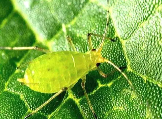 Aphids дар нок: чӣ гуна коркард кардан, пеш аз ва баъд аз гул кардан, бо меваҳо, аксҳо, чӣ бояд кард 4174_20