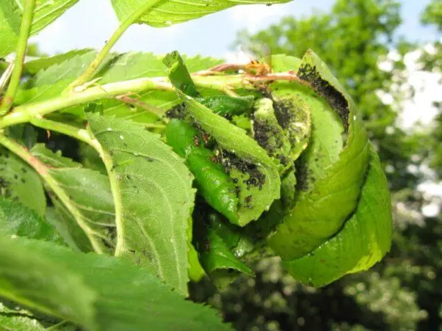 သစ်တော်သီးပေါ်တွင် Aphids၊ ပန်းမပွင့်မီနှင့်အပြီး၊ အသီး၊ ဓာတ်ပုံများ၊ မည်သို့လုပ်ဆောင်ရမည် 4174_3