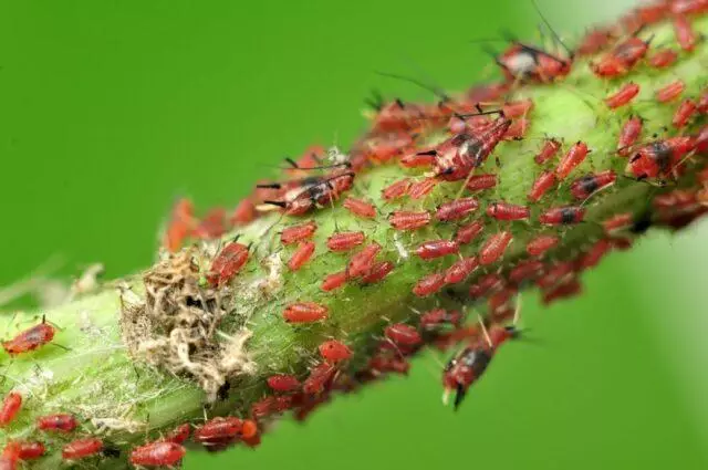 Aphids дар нок: чӣ гуна коркард кардан, пеш аз ва баъд аз гул кардан, бо меваҳо, аксҳо, чӣ бояд кард 4174_4