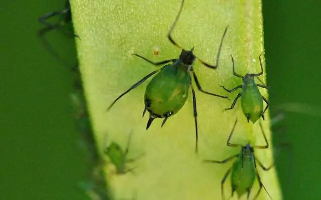 Aphids дар нок: чӣ гуна коркард кардан, пеш аз ва баъд аз гул кардан, бо меваҳо, аксҳо, чӣ бояд кард 4174_5