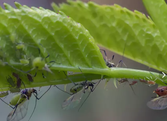 Aphids дар нок: чӣ гуна коркард кардан, пеш аз ва баъд аз гул кардан, бо меваҳо, аксҳо, чӣ бояд кард 4174_6