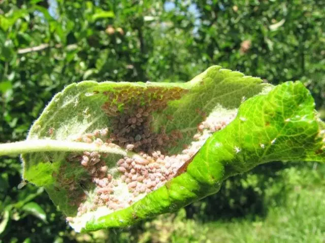 Bladluzen op in pear: hoe te ferwurkjen, foar en nei bloei, mei fruchten, foto's, wat te dwaan 4174_7