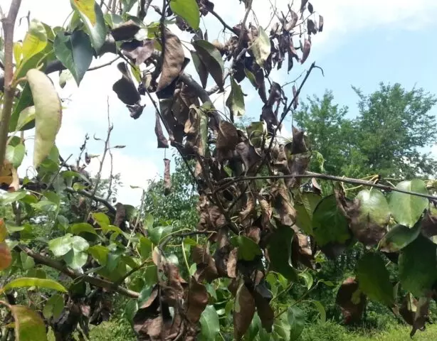 Bladluzen op in pear: hoe te ferwurkjen, foar en nei bloei, mei fruchten, foto's, wat te dwaan 4174_8