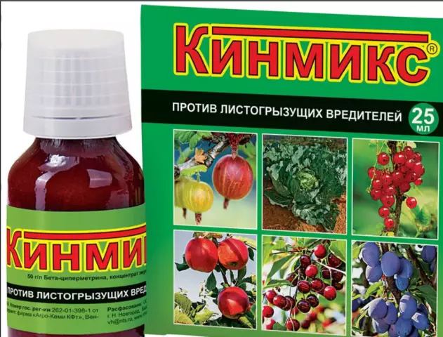 Aphids дар нок: чӣ гуна коркард кардан, пеш аз ва баъд аз гул кардан, бо меваҳо, аксҳо, чӣ бояд кард 4174_9