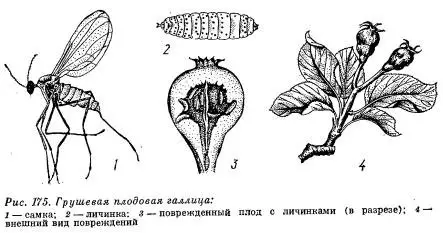 Pear bote Ris: deskripsyon varyete, foto, revize, polinizateur 4176_10