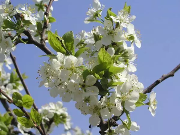 梨ロシアの美しさ：品種の説明、写真、レビュー、花粉交配者 4176_2