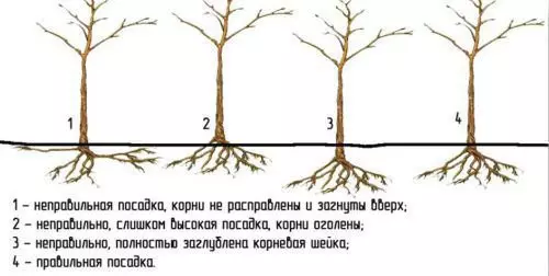 Bumbieru krievu skaistums: šķirnes apraksts, fotogrāfijas, atsauksmes, apputeksnētāji 4176_4