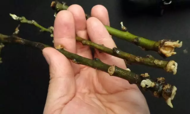 Ferbreedzjen fan peren troch stekken, sieden, lagen: hoe seedlings groeie 4183_1