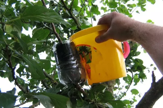 Ferbreedzjen fan peren troch stekken, sieden, lagen: hoe seedlings groeie 4183_8