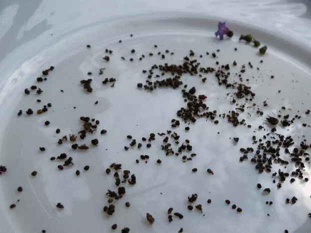 Heliotrope: tumbuh dari biji, kapan menanam pada anak benih, foto, ulasan 4191_2