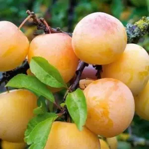 Plum Umaga: iba't ibang paglalarawan, larawan, repasuhin, pollinator 4196_1