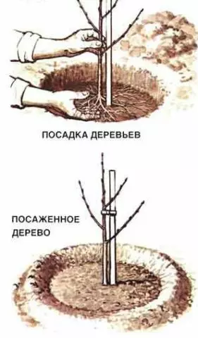 Шљивово јутро: опис сорте, фотографије, прегледи, опрашивачи 4196_5