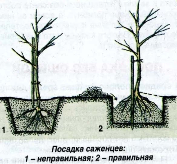 Plum Alyonushka: litlhaloso tse fapaneng, linepe, litlhahlobo, li-pollinator, ho hanyetsa serame 4198_5