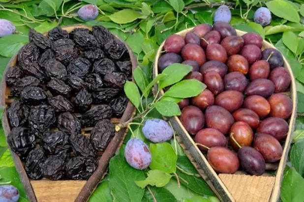 Prunes - શરીરને ફાયદા અને હાનિ: કબજિયાતથી, વજન ઘટાડવા સાથે 4201_7